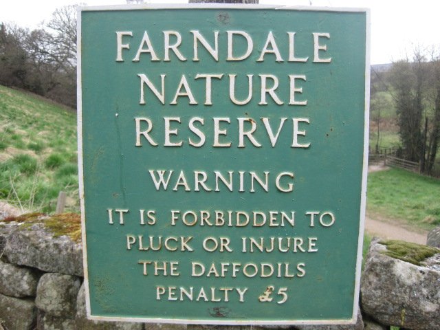 A spring afternoon on Farndale Daffodil Walk - The Grown-Up Gap Year
