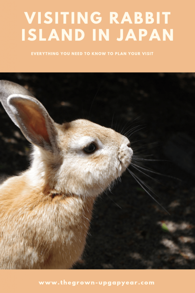 Visiting Rabbit island in Japan aka Ōkunoshima - The Grown-Up Gap Year